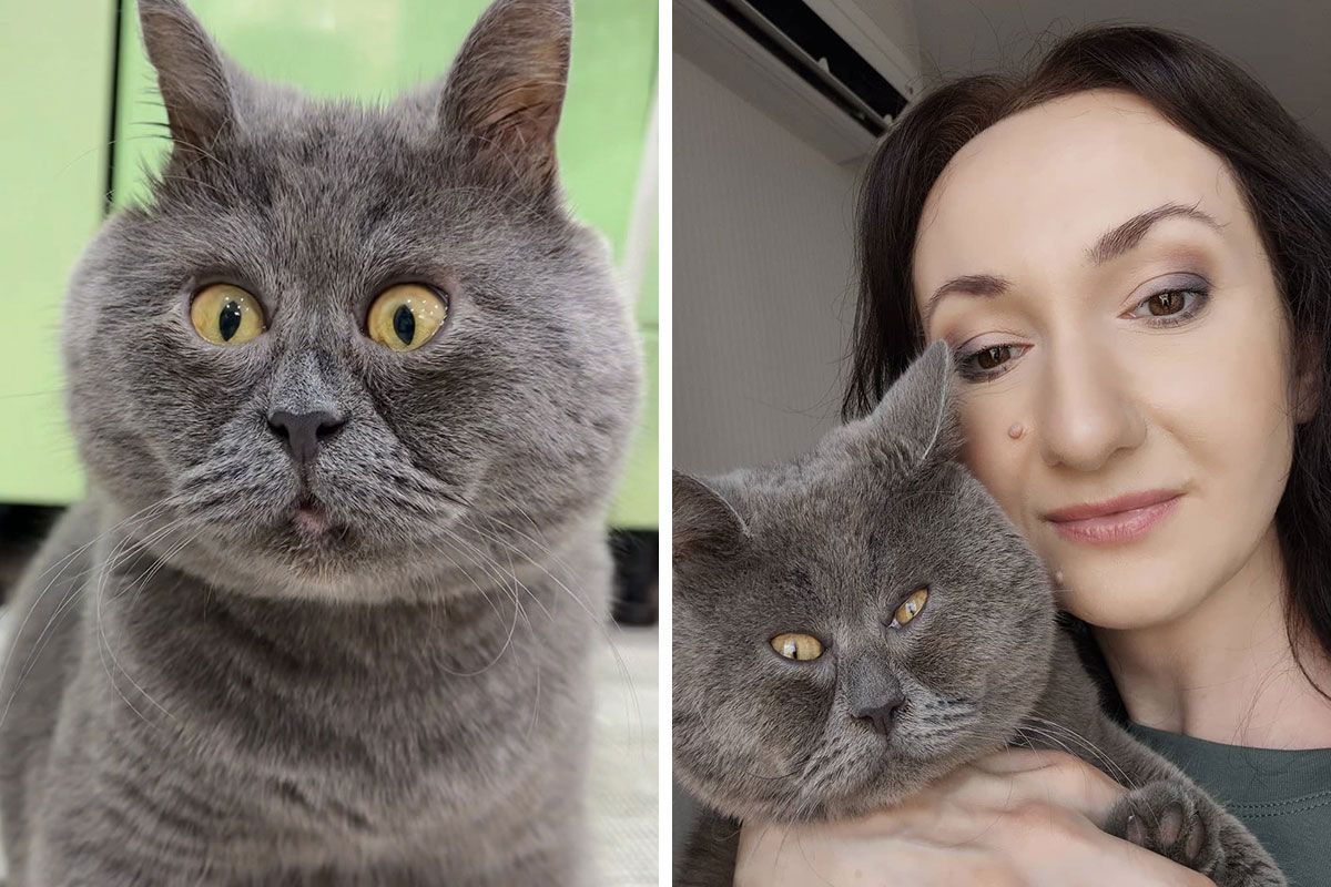 A Slightly Strange And Funny-Looking Cat Continues To…