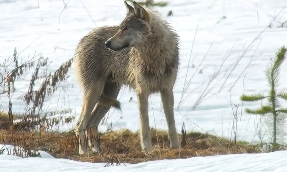 Video shows ‘chilling’ interaction between Grand Teton…