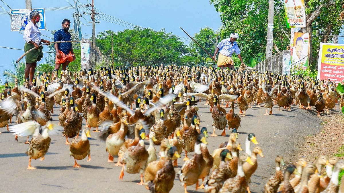 Amid bird flu outbreaks, duck farming at a critical…