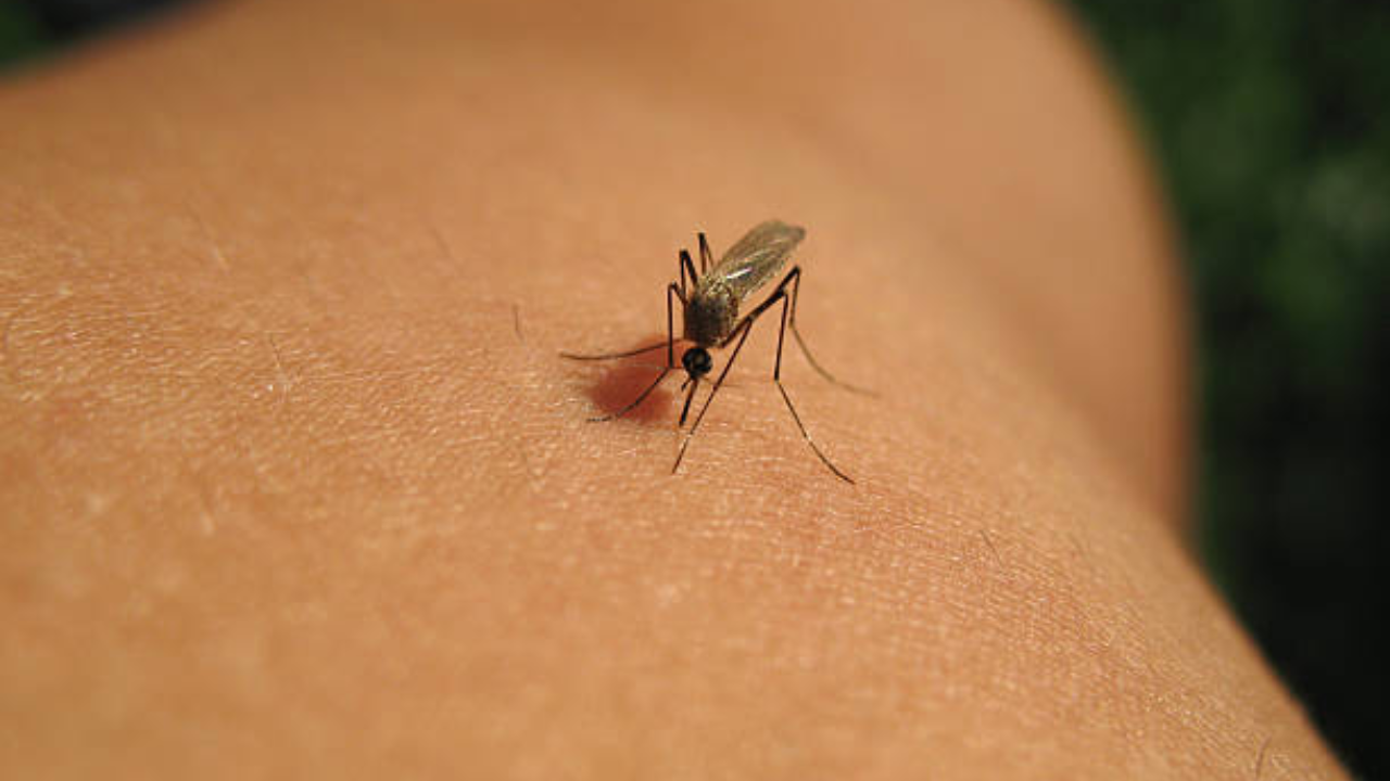 West Nile fever spreads in Kerala: Early warning signs…
