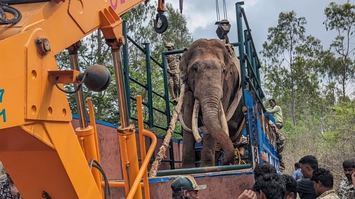 Elephant captured on the forest fringes released to…