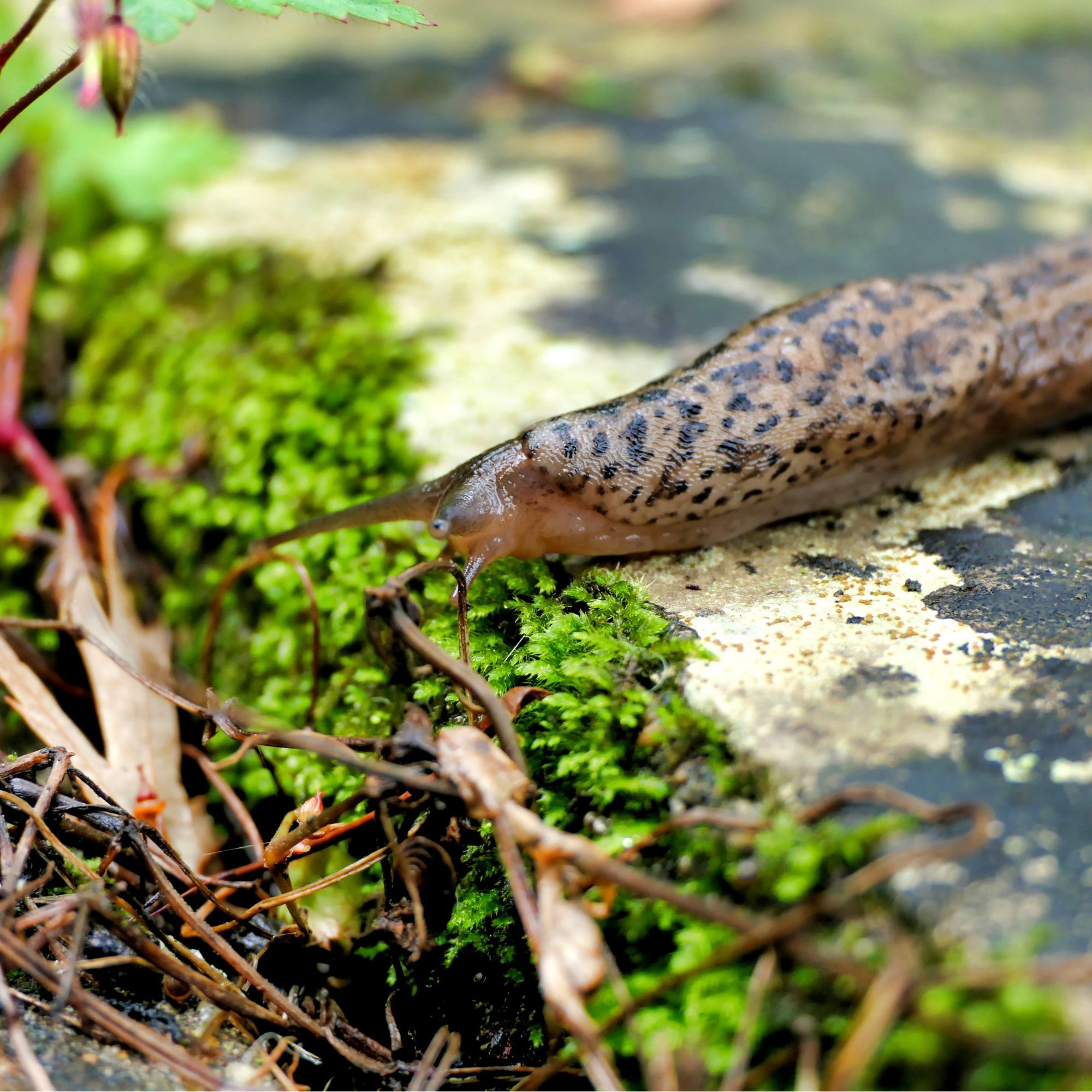 Gardeners warned to leave this super slug alone - it…