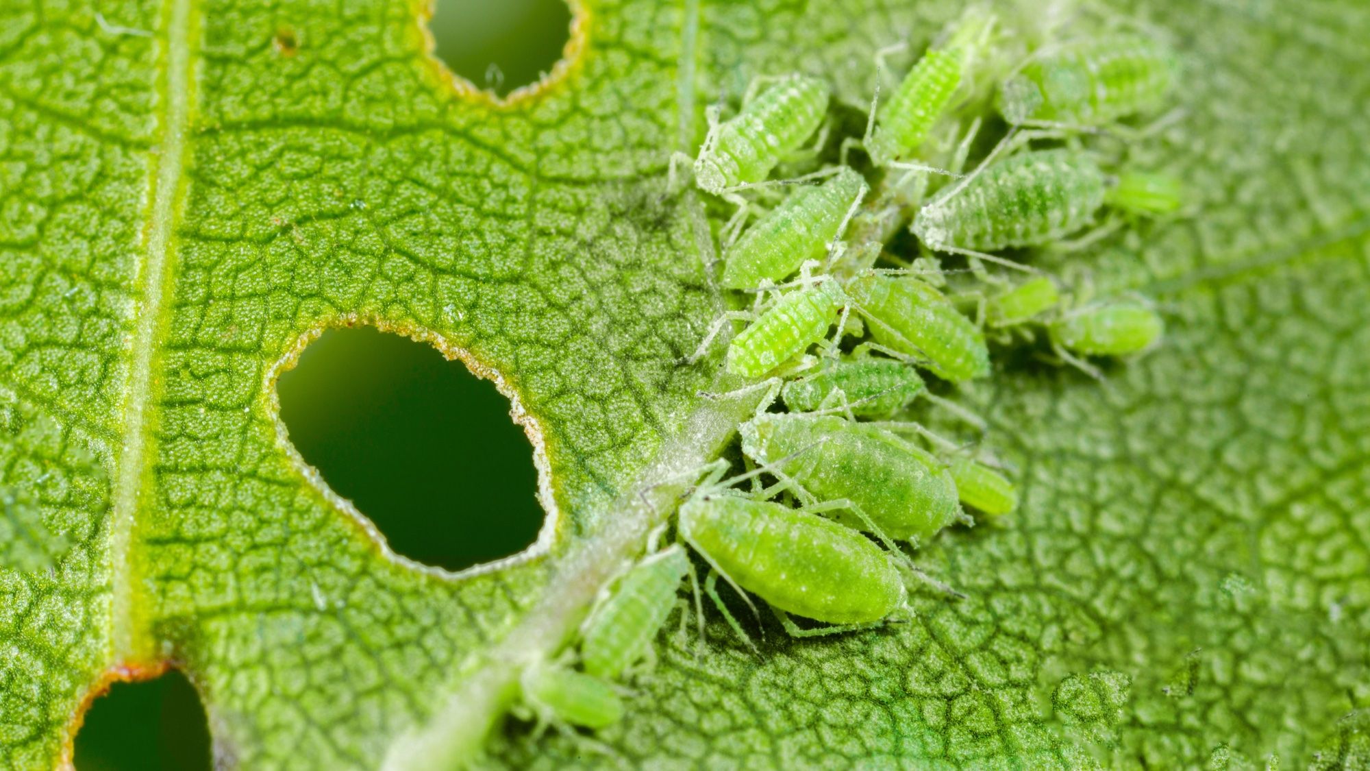7 natural aphid deterrents to prevent infestation in…