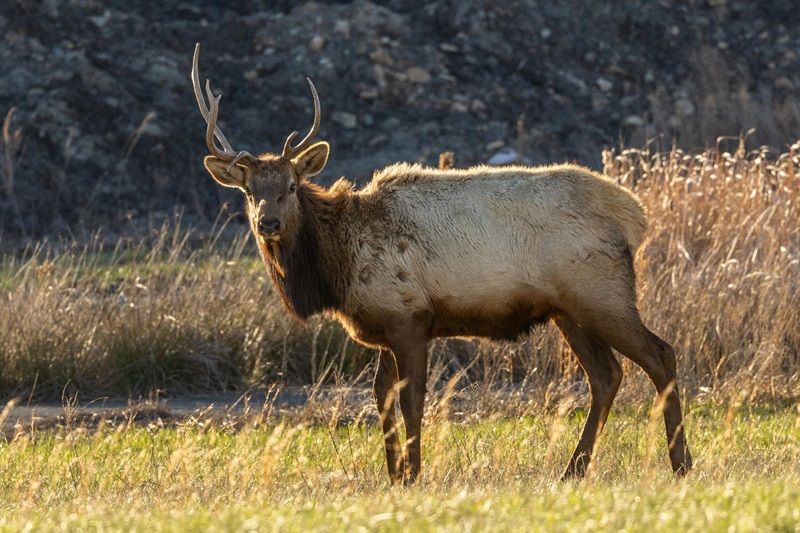 Kentucky's annual elk hunt permit drawing is Saturday;…
