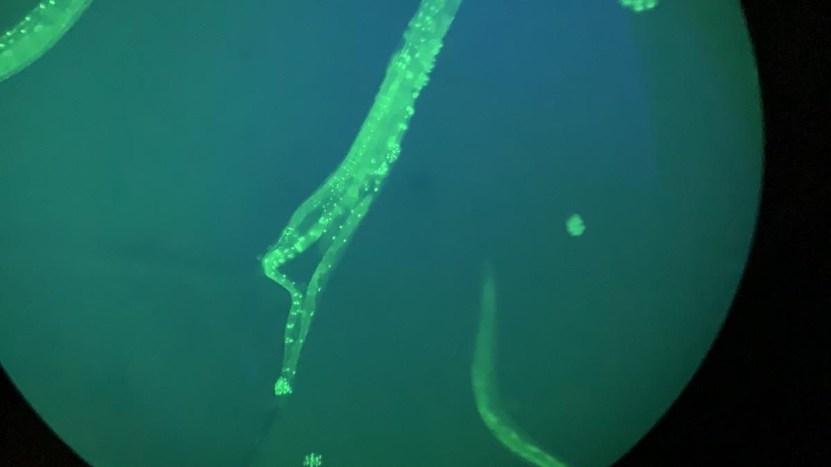 This worm develops food habits and its offspring…