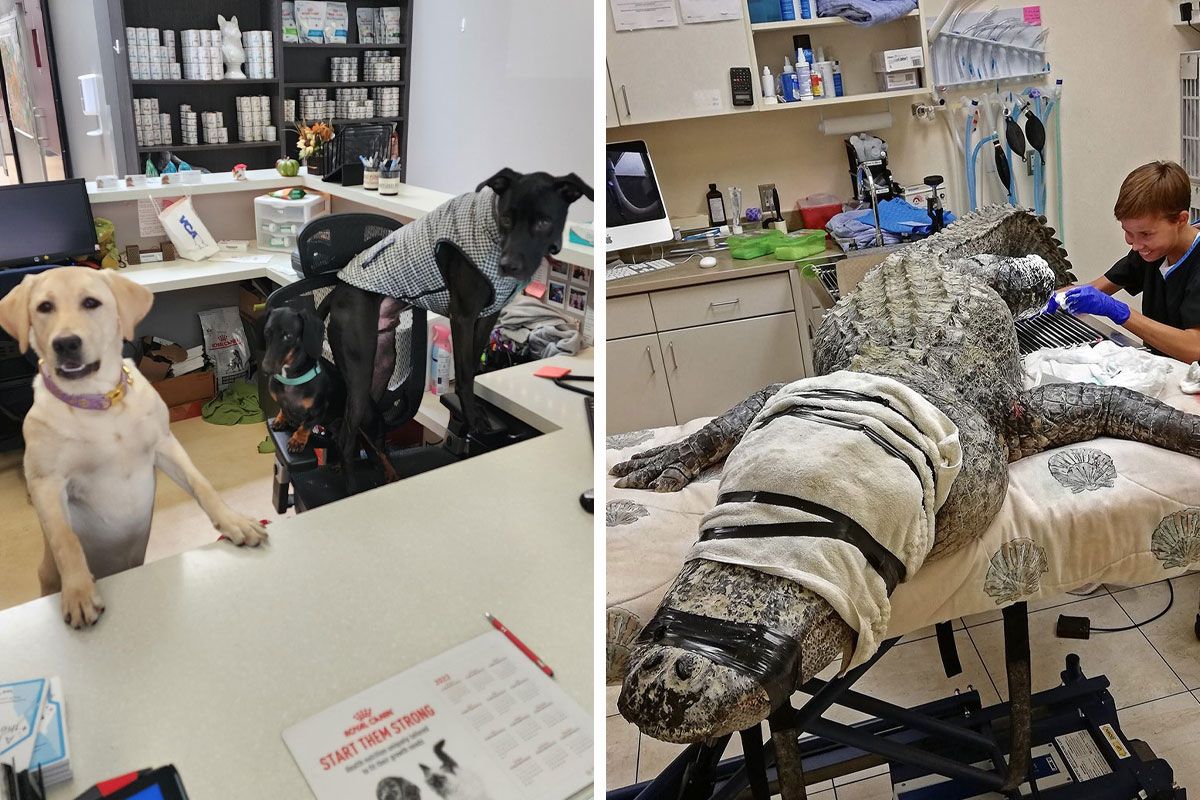 50 Wholesome And Hilarious Moments From Veterinary…
