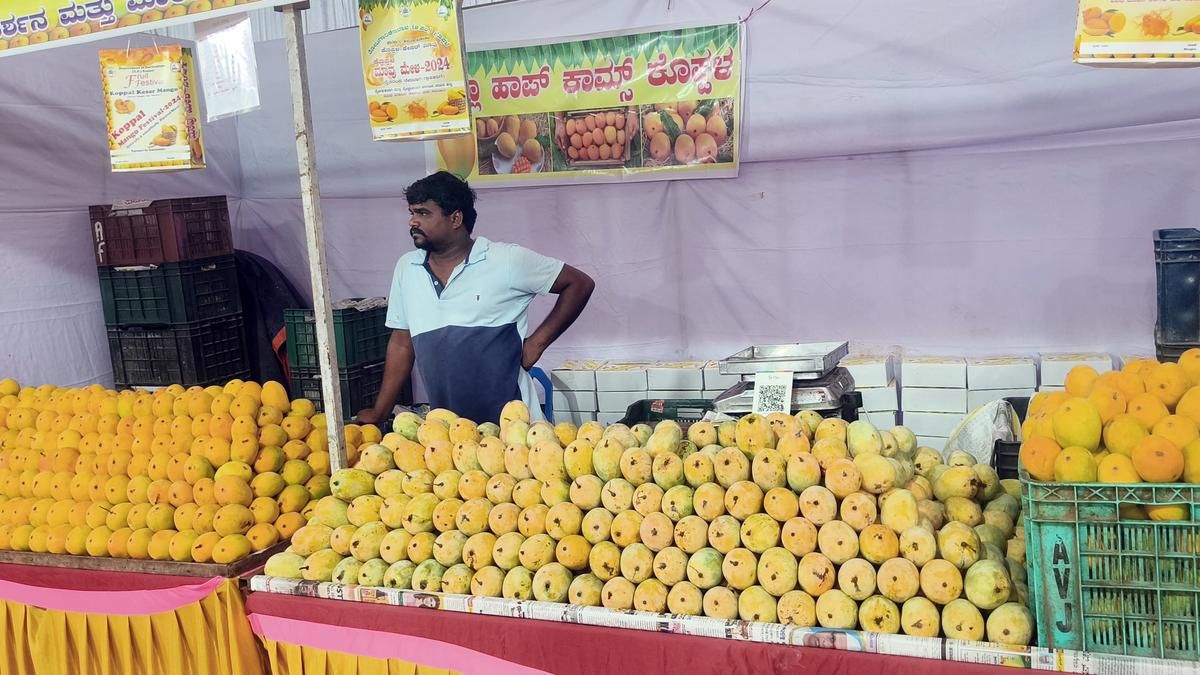 Over 100 mango varieties go on display at Koppal Mango…