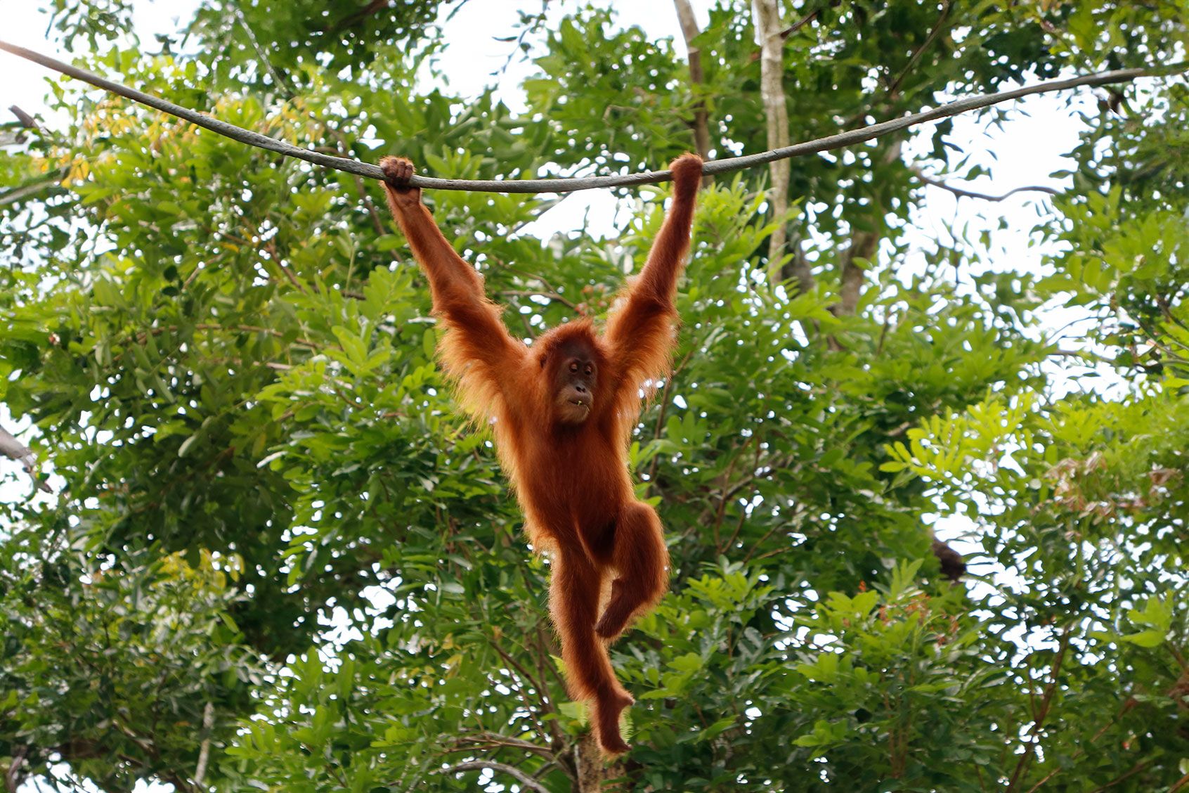 Scientists decode orangutan language
