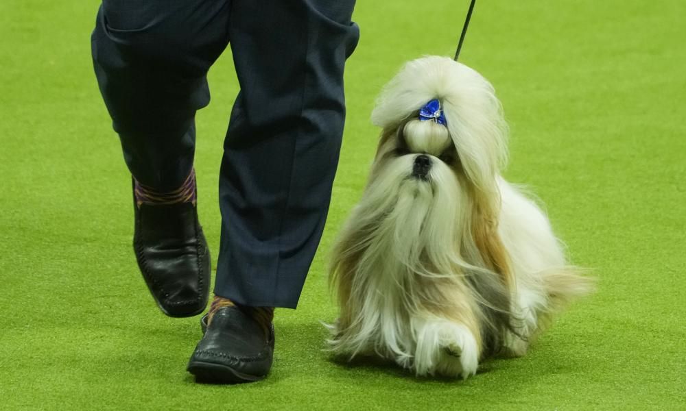 Sage the miniature poodle named Westminster’s best in…