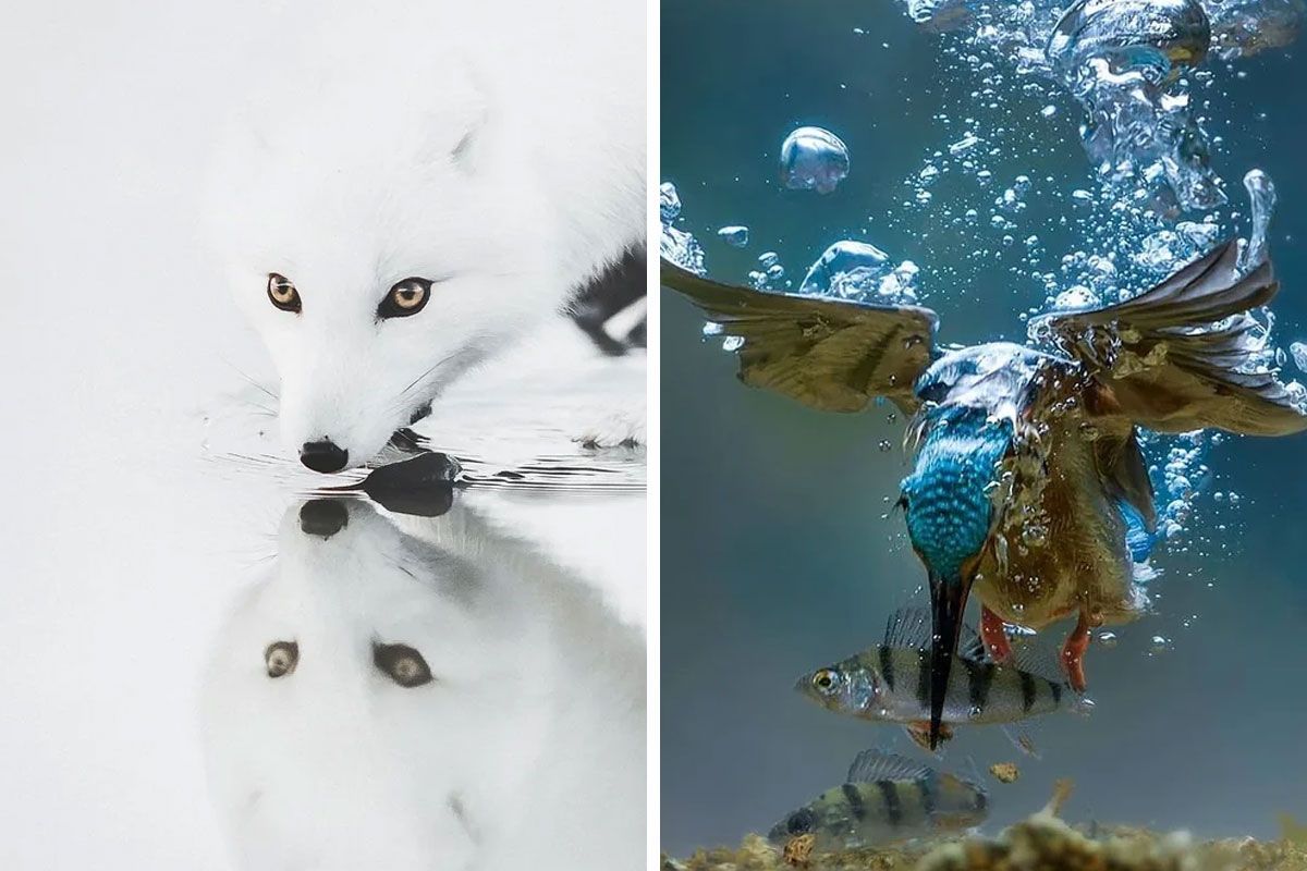 50 Amazing Photos That Might Make You Love Animals…