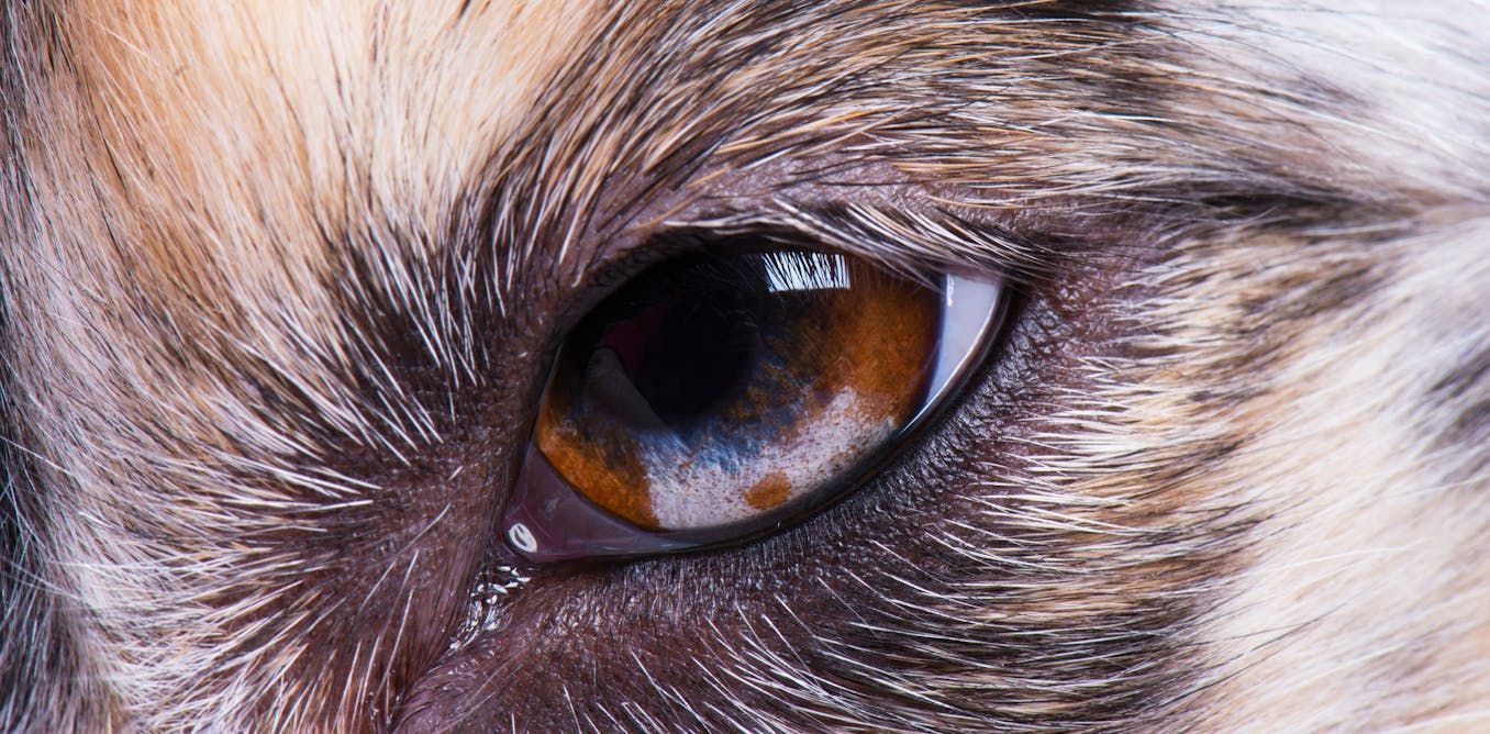Why so many animals have a third eyelid, including our…