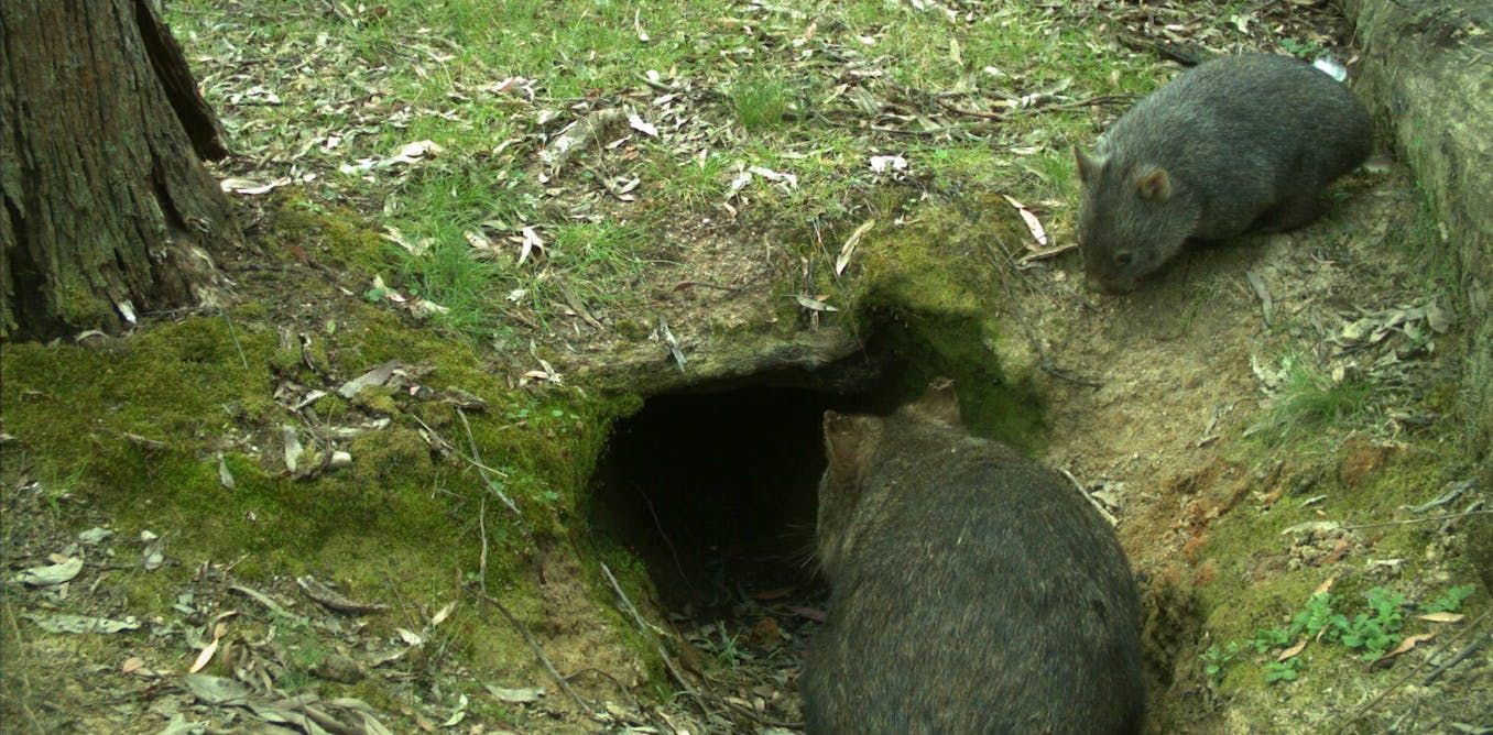 Cameras reveal wombat burrows can be safe havens after…