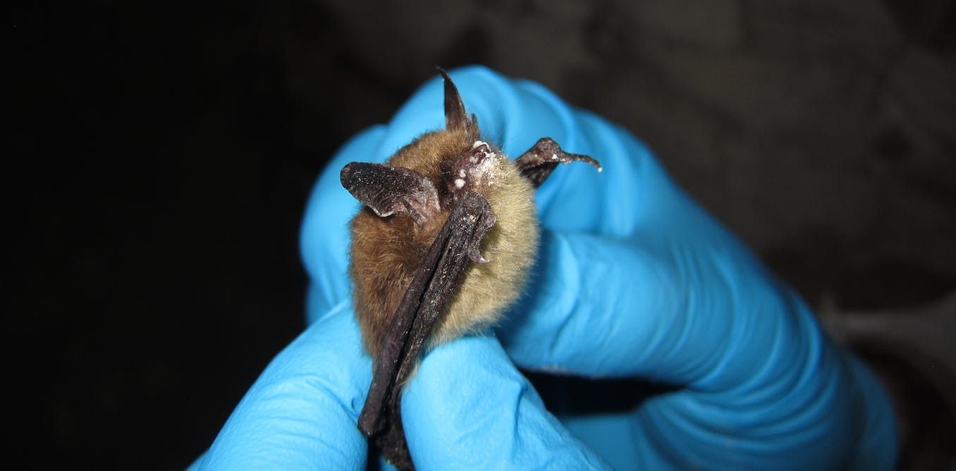 Bats in Colorado face fight against deadly fungus that…