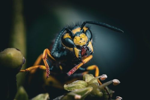 How Wasps Make Use of Biological Weapons To Conquer…