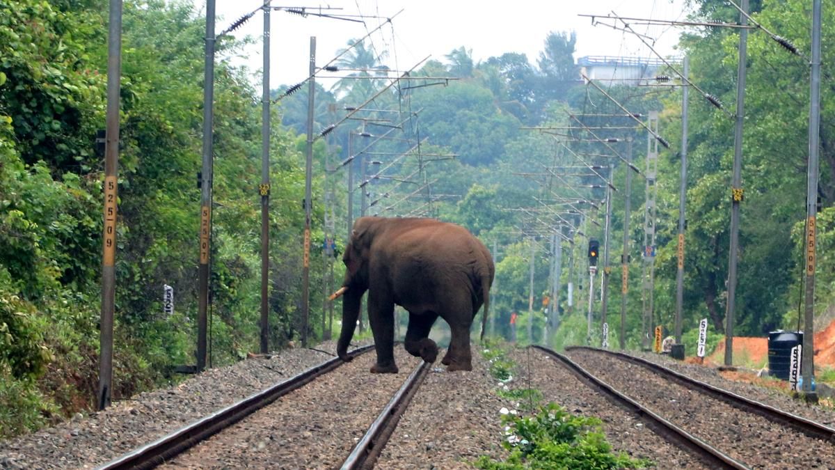 Trains can’t be stopped abruptly on sighting elephants…