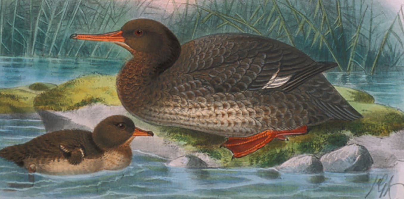 Ancient DNA from an extinct native duck reveals how…