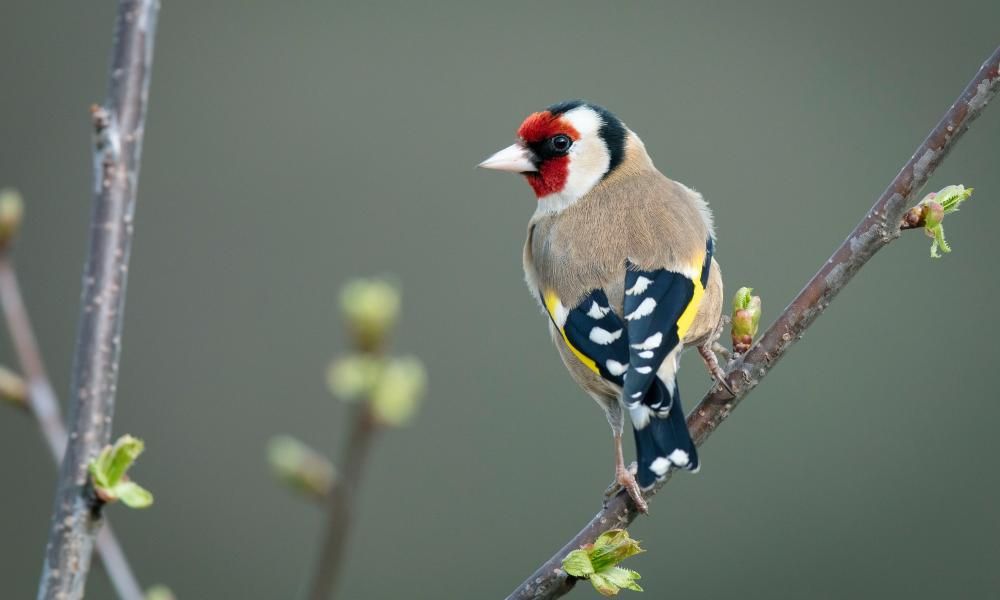 The pet I’ll never forget: Pi-chan the goldfinch, the…