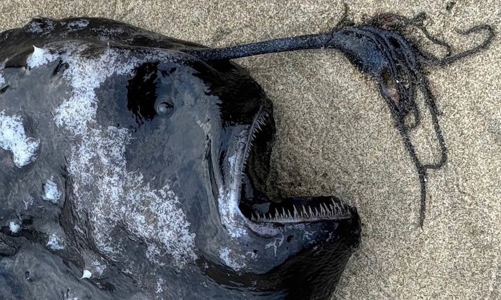 Rare sea creature equipped with a light washes ashore…