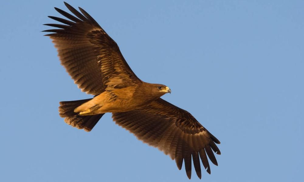 Eagles shifting flight paths to avoid Ukraine…