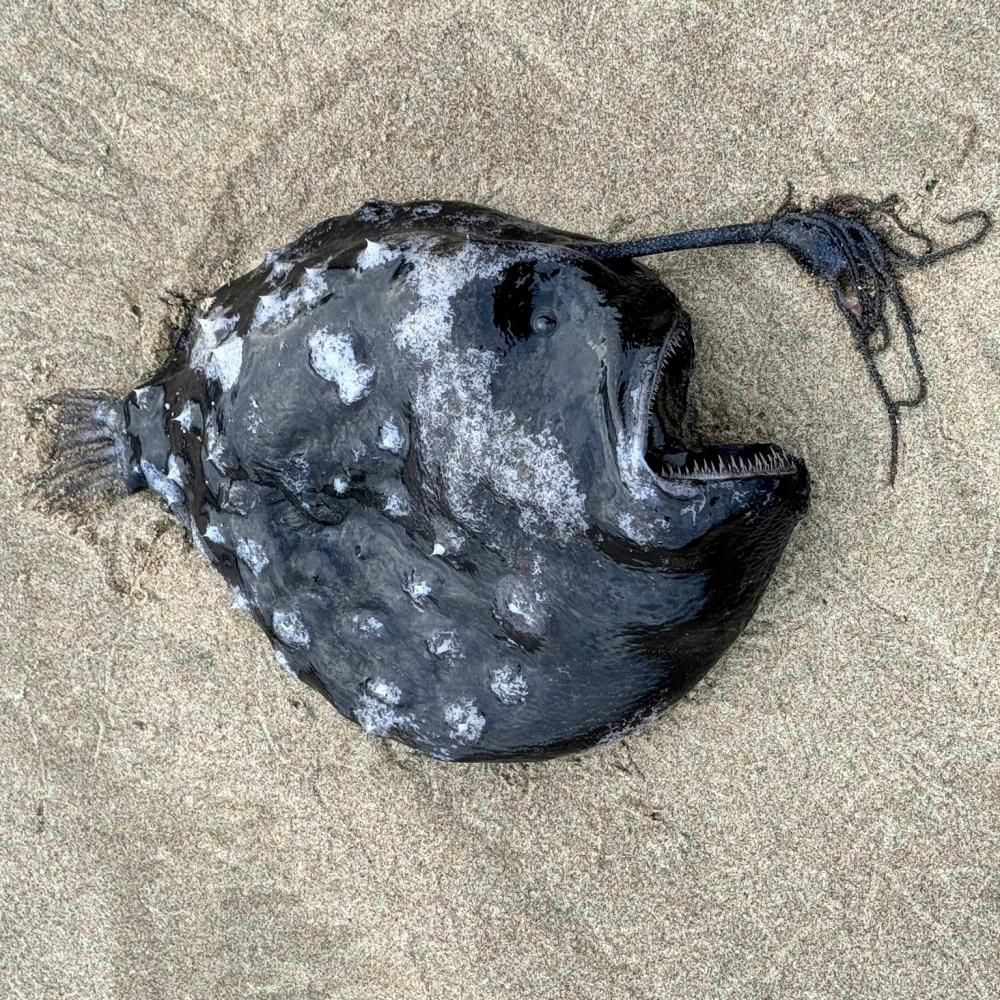 Rare and ‘unusual’ deep-sea anglerfish washes up on…