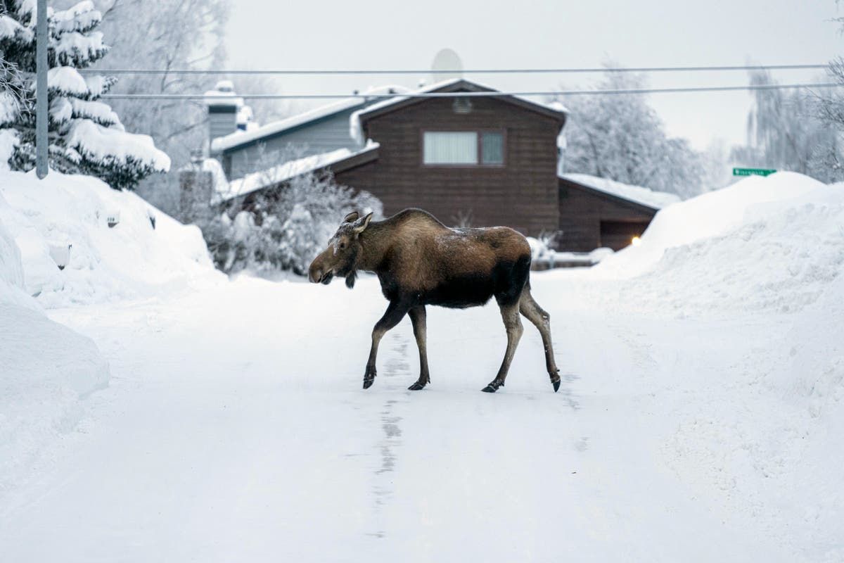 Huge moose attacks and kills man attempting to take…