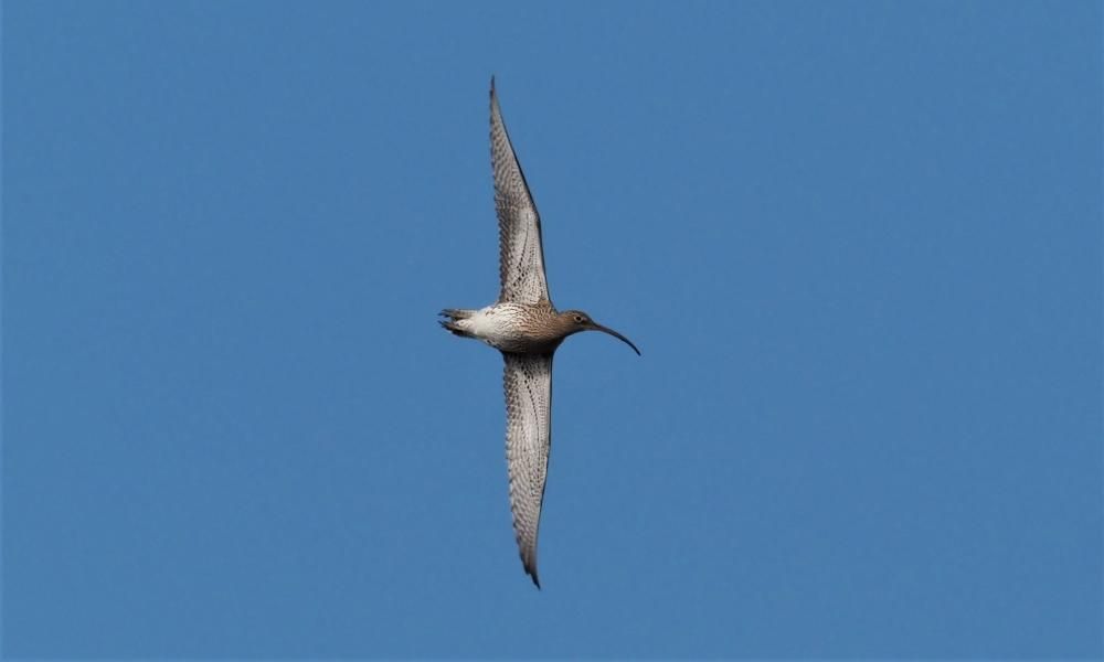 Country diary: The agony and ecstasy of the curlew song