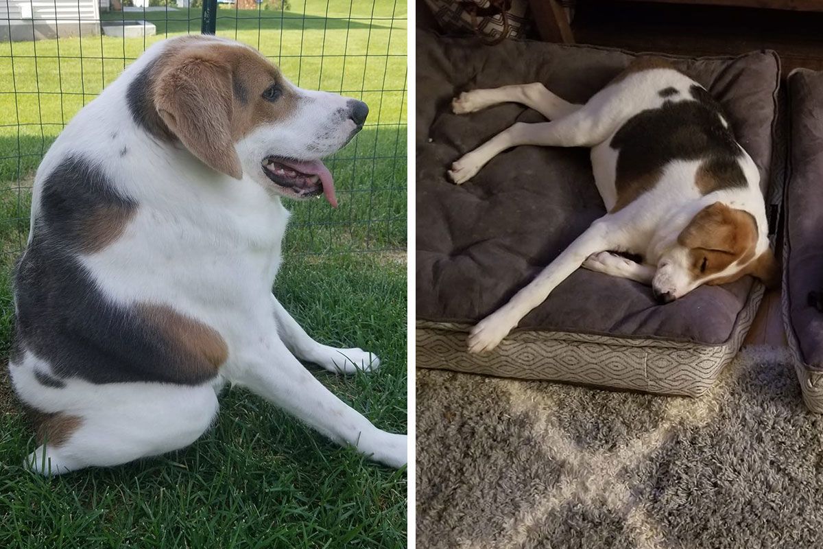 1 out of 150: A Dog With A Rare Short Spine Syndrome…