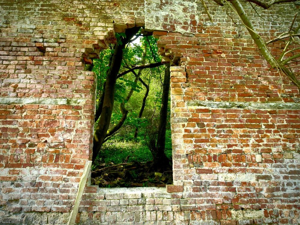 Country diary: A walled garden that lived, died and…