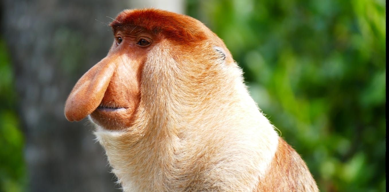 Honk! These monkeys have truly legendary noses – now…