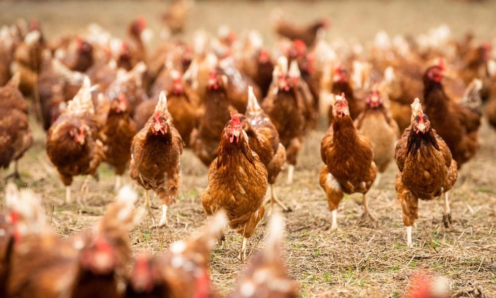 Students at two universities pack up pro-Palestine…