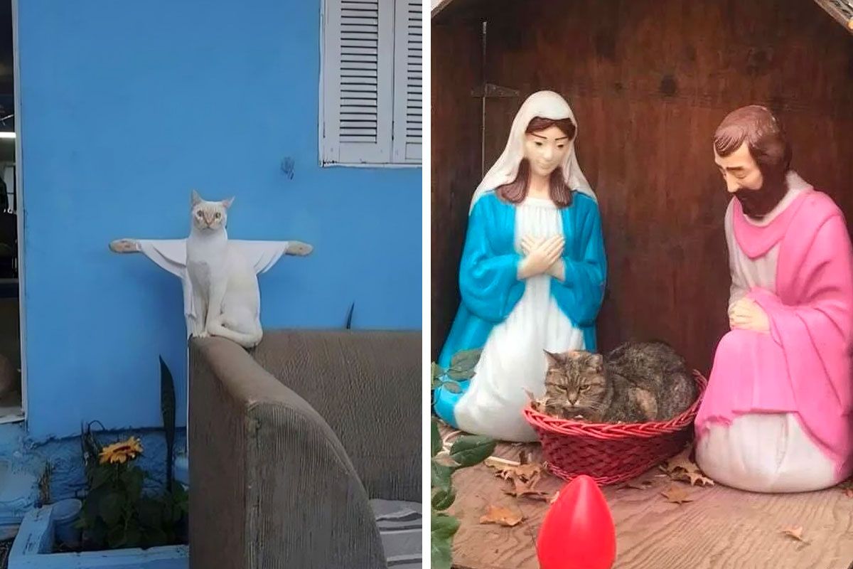 50 Hilariously Blessed Pics That Prove That Cats Are…