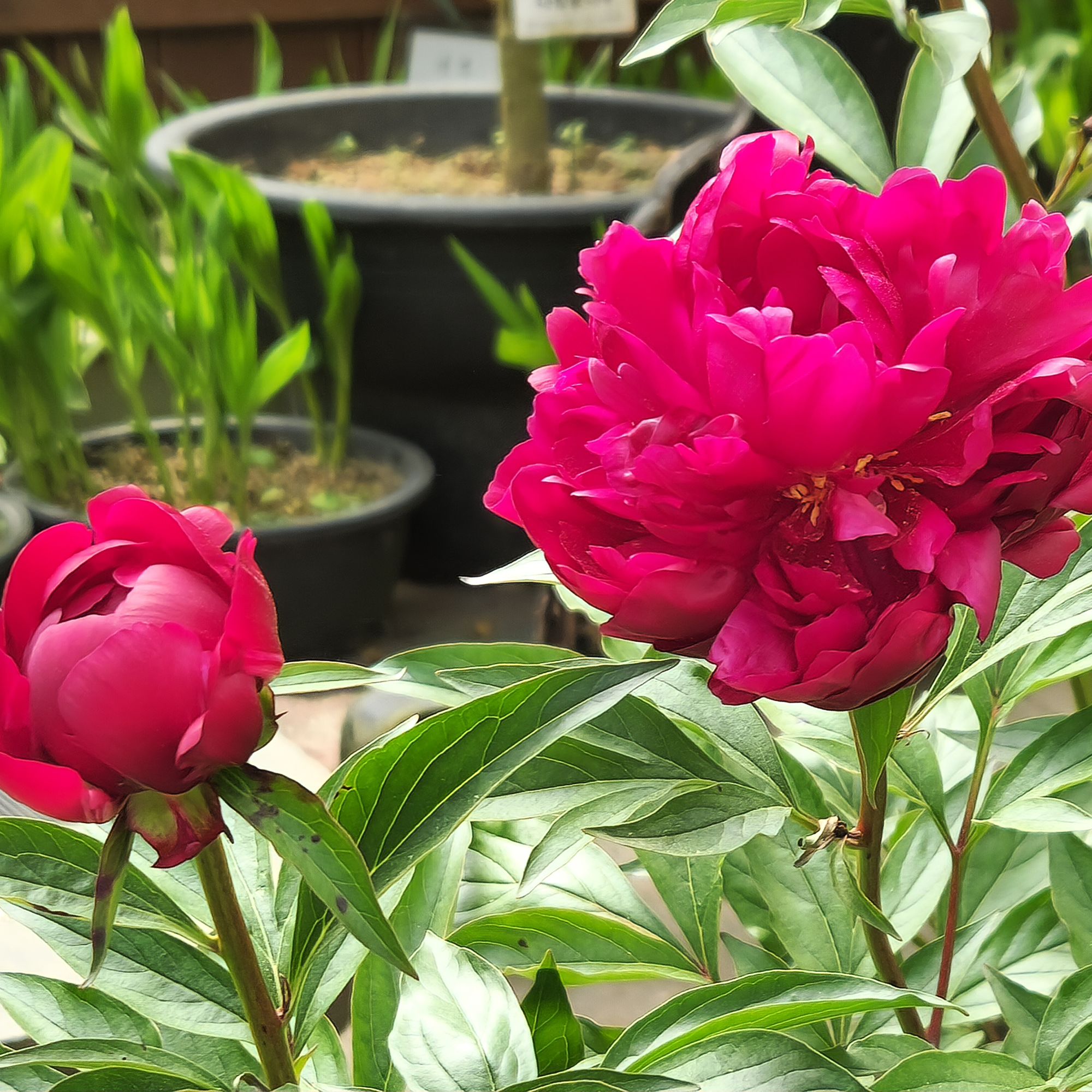 How to propagate peonies by division – a step-by-step…