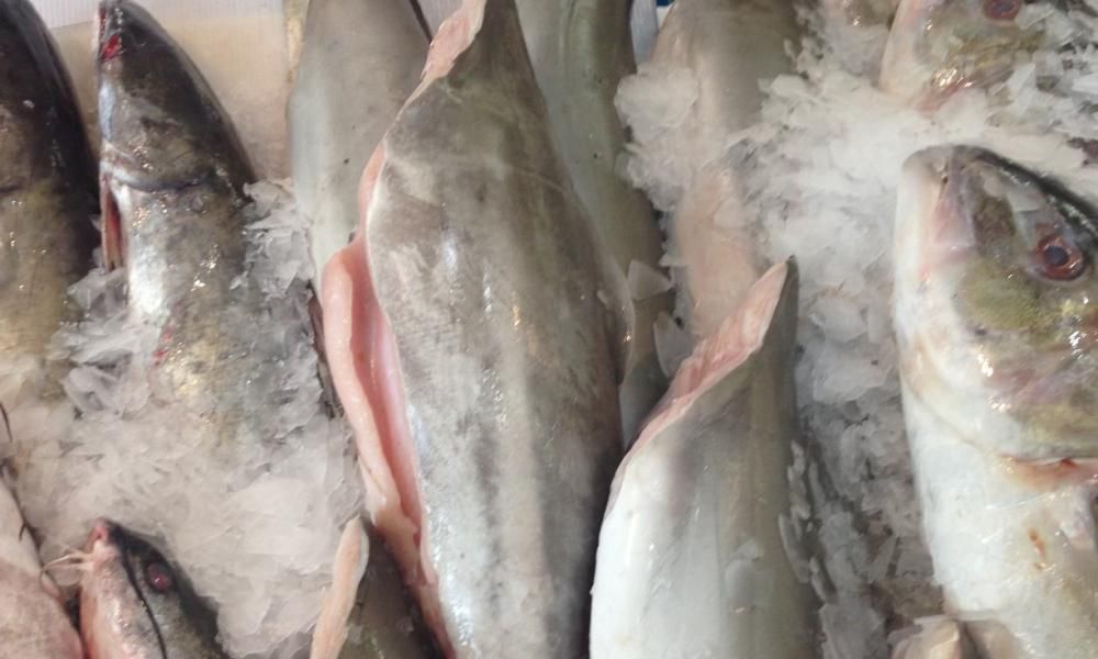 Threatened species and chips? Other fish frequently…