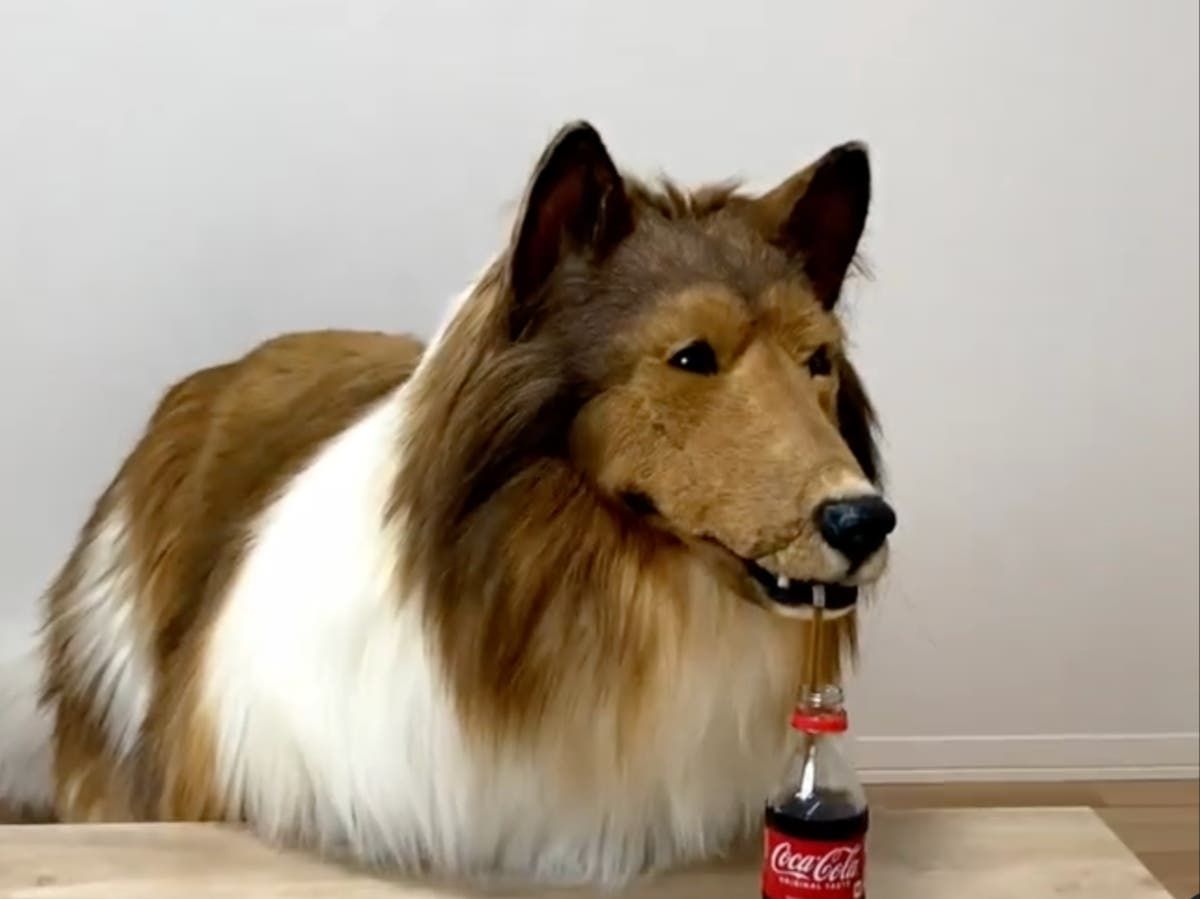 Man who spent $14K to turn himself into border collie…