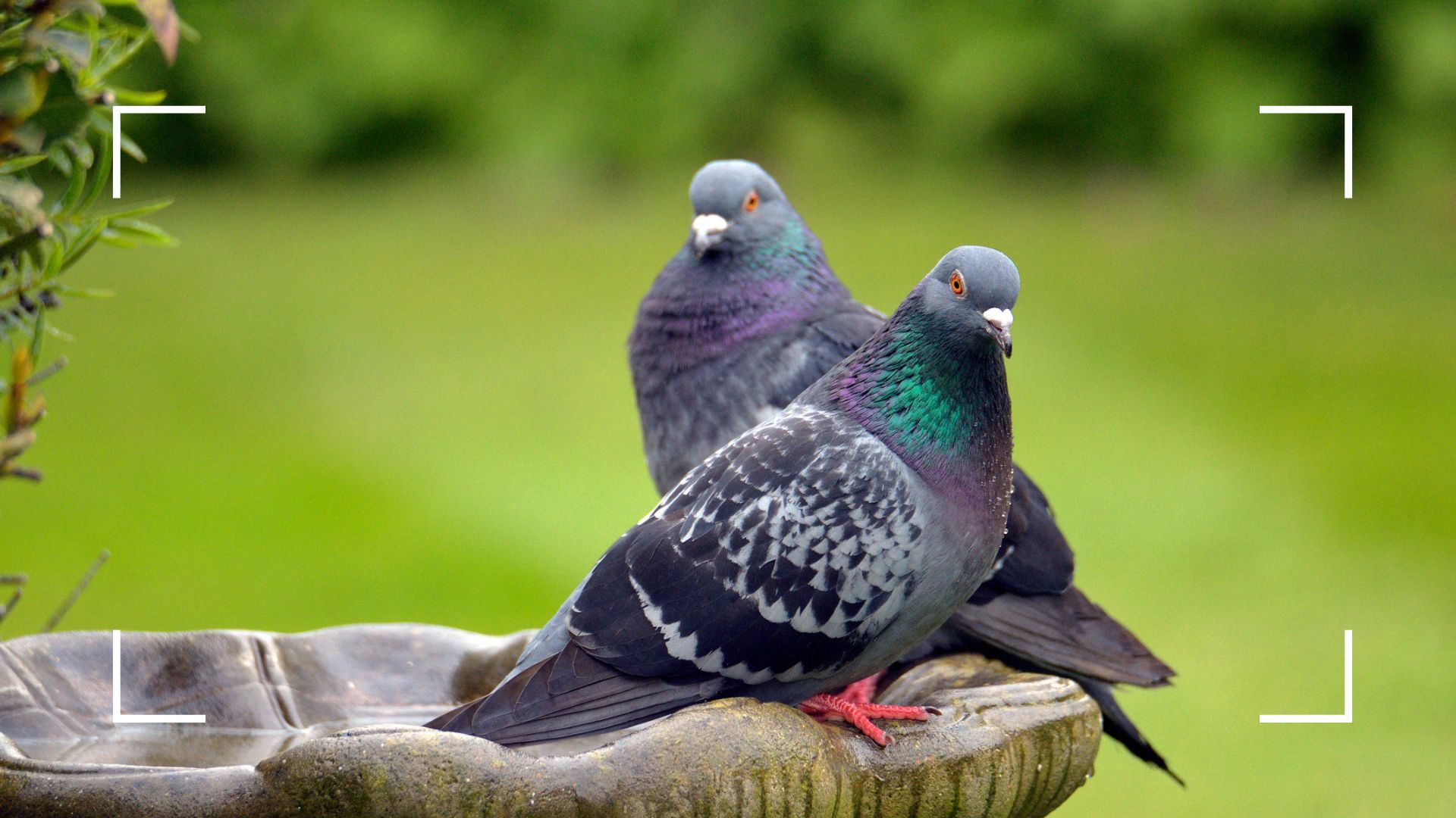 Pest experts reveal how to keep pigeons out of your…