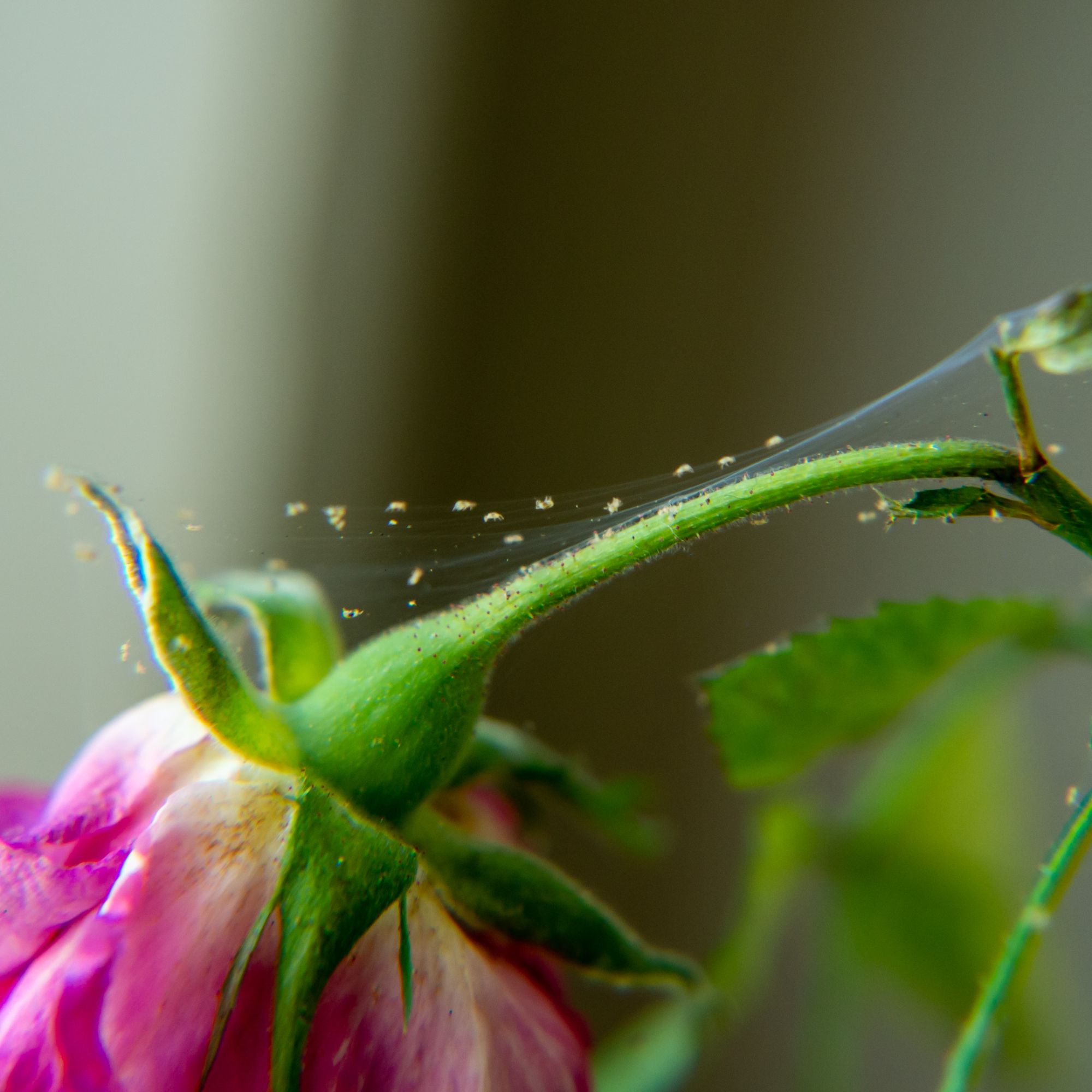 How do I know if my plants have spider mites? 4 ways…