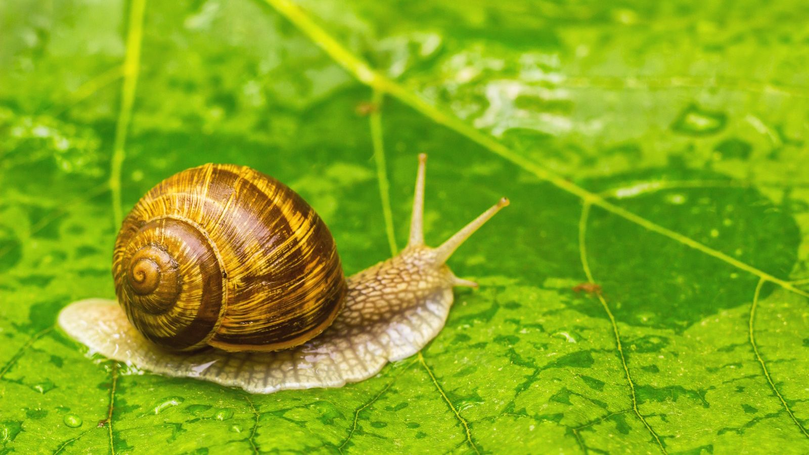 Best snail repellent plants – 5 plants to naturally…