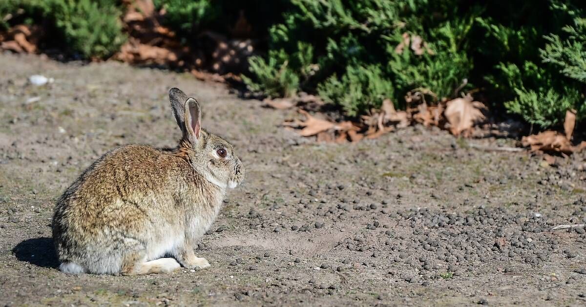 Rabbits in National Triangle to be targeted in control…