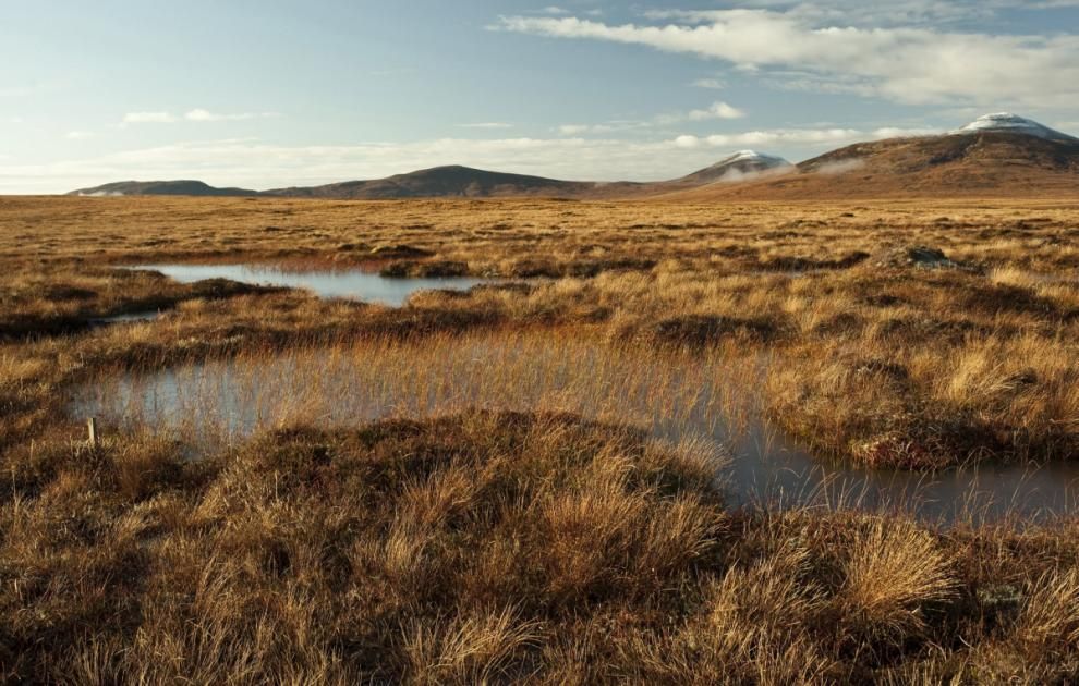 Scotland sees more than 10,000 hectares of peatland…