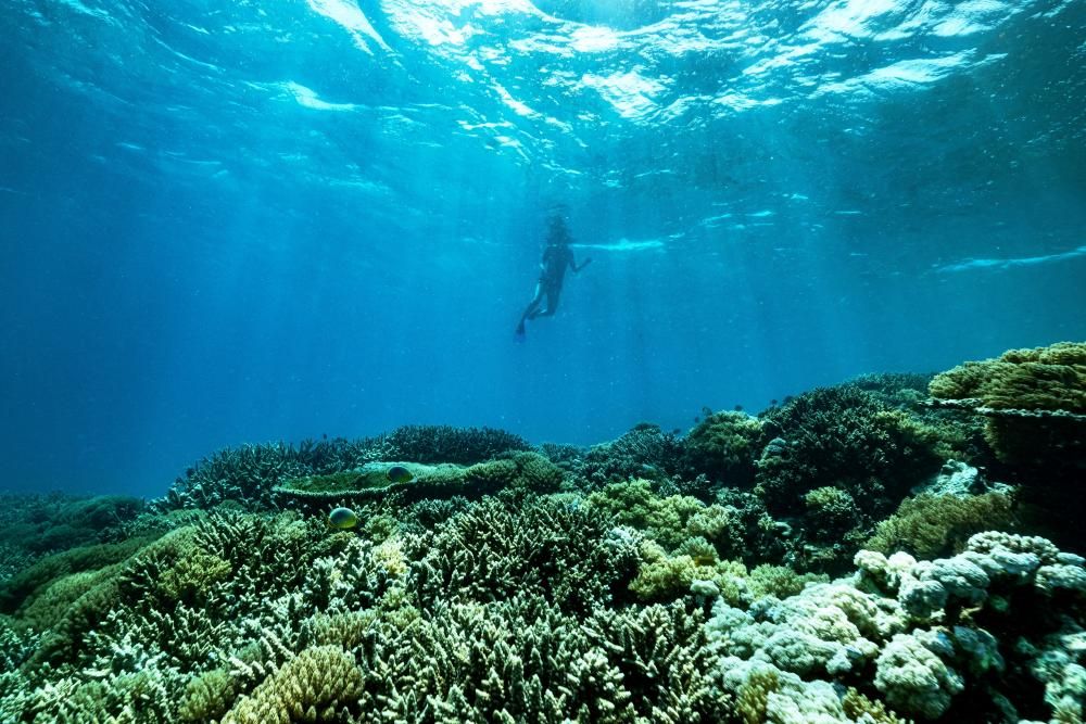 Shark or man? I am less afraid to swim in the ocean…