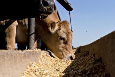 Brazilian Cow Sells For Record Million At Auction