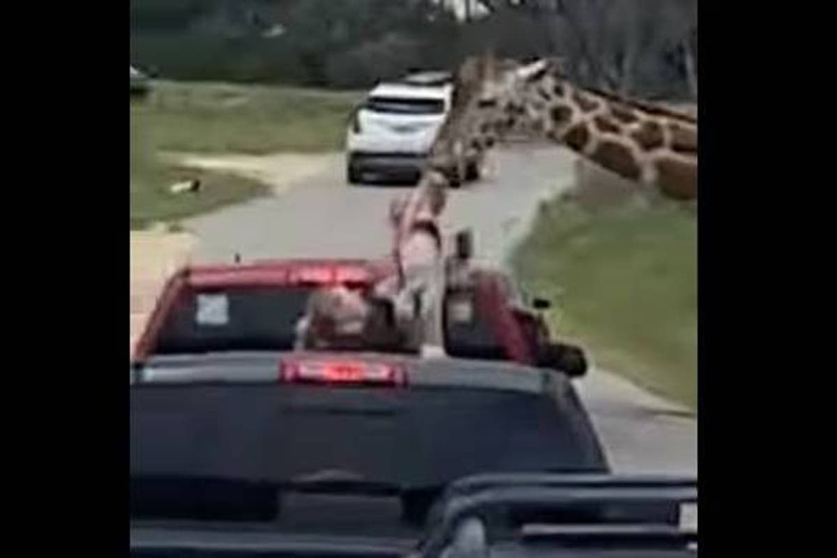 ‘My stomach dropped’: Video shows wild moment giraffe…