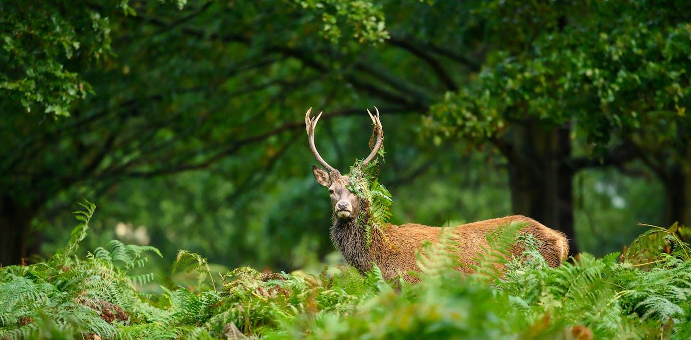The UK’s nature restoration plans have some big holes…