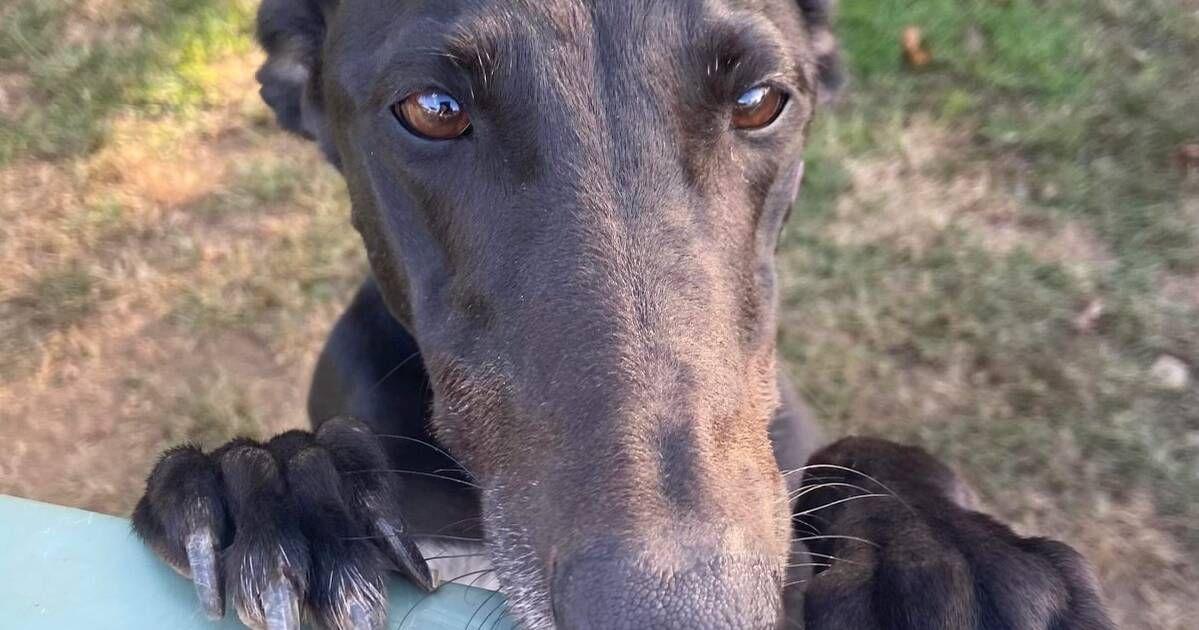 Greyhound investigation at Wyee site, amid animal…