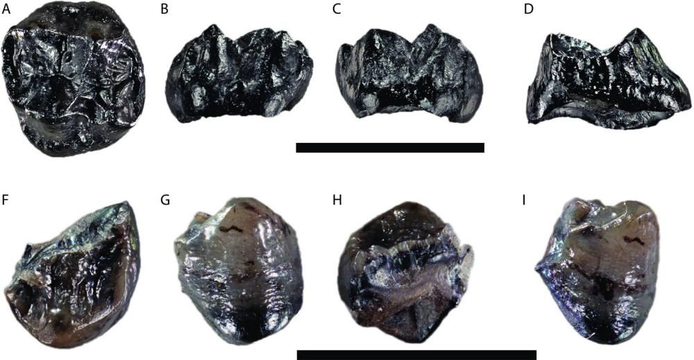 Smallest known great ape, which lived 11m years ago,…