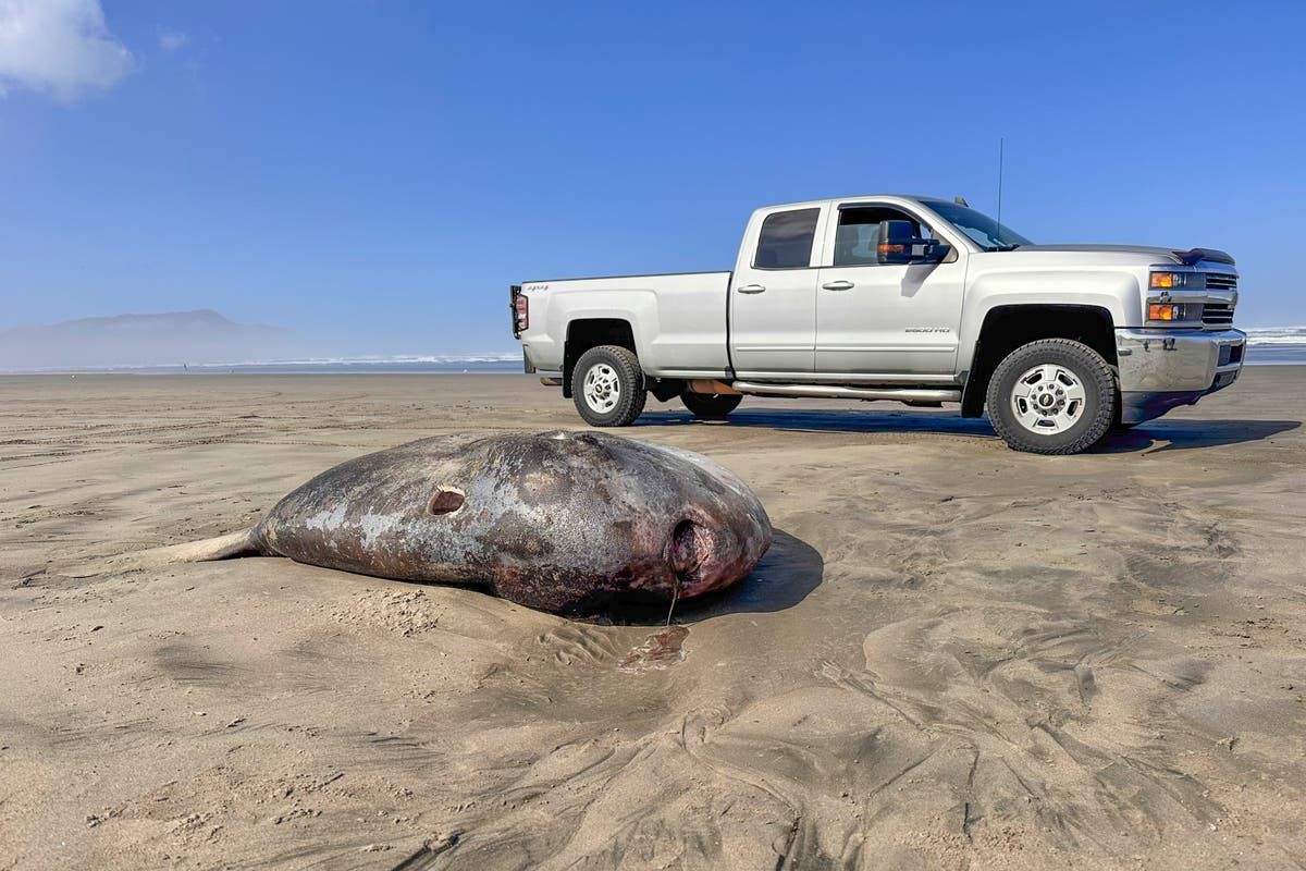 A huge rare sea creature has washed up on a public…