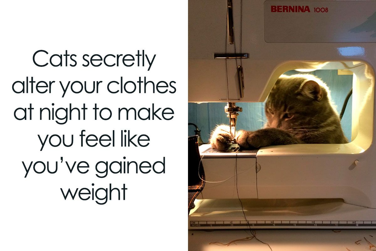 50 Funny Cat Memes That Are Better Than Netflix, As…