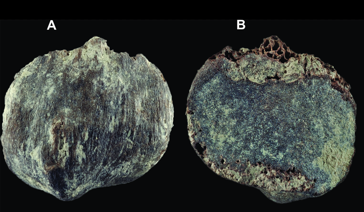 Scientists discover smallest ever great ape that only…
