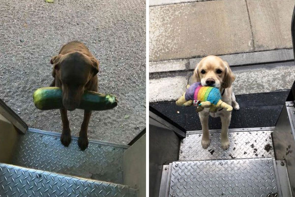 50 Times UPS Drivers Captured The Cutest Dogs They Met…