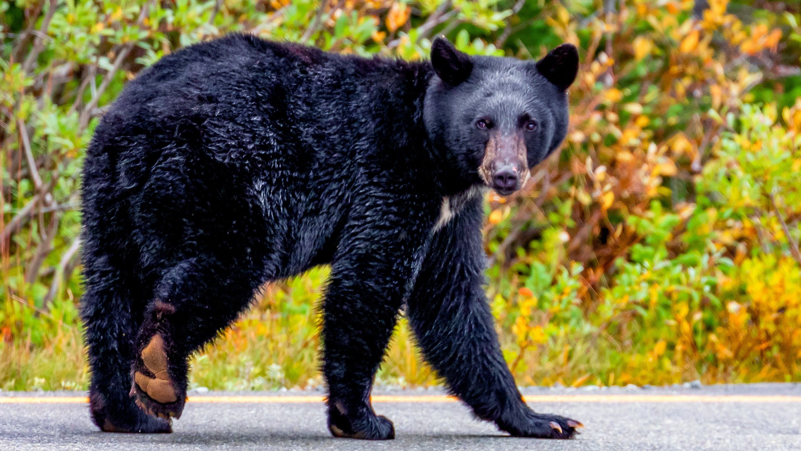 California confirms first-ever fatal black bear attack…